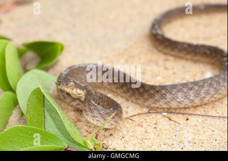 Le serpent à oeil de chat, Madagascar colubrinus est une espèce de ...
