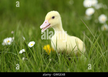Canard Mulard. Petit Canard debout dans une prairie en fleurs tandis ...