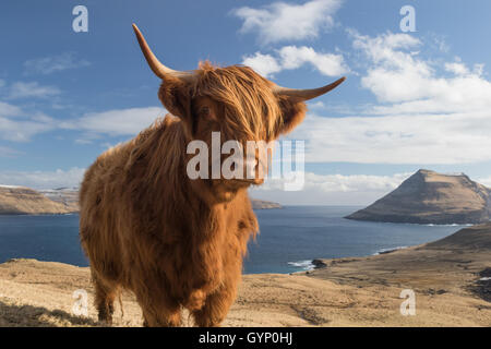 Les vaches Highland dans Koltur island. Îles Féroé Photo Stock - Alamy