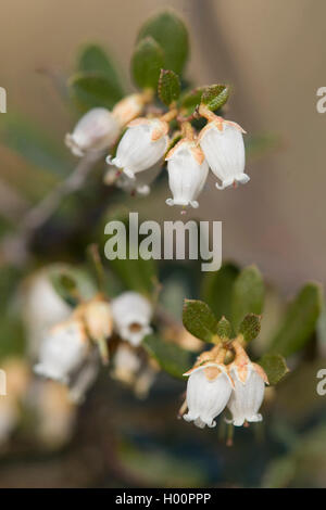 Cassandra, le cassandre caliculé (Chamaedaphne calyculata), branches en ...