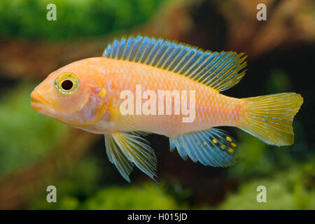 Zèbre Rouge zèbre de Grant, Esther, Malawi (Cichlide Maylandia estherae ...