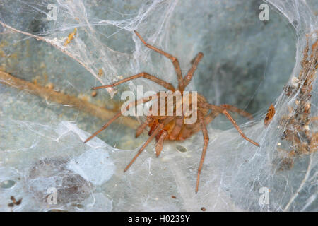 Winkelspinne Winkel-Spinne Trichterspinne,,, Trichter-Spinne Hausspinne ...