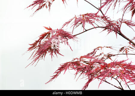 Acer palmatum dissectum 'Firecracker'. Japanese maple tree branch et de ...