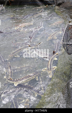 L'élevage de poissons de l'esturgeon dans la culture en cages Photo ...