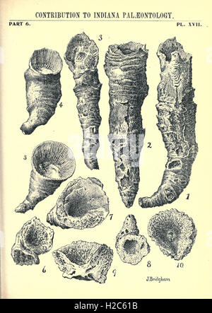 Ce travail contribue à l'étude de la paléontologie de l'Indiana, en se ...