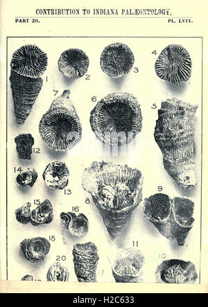 Ce travail contribue à l'étude de la paléontologie de l'Indiana, en se ...