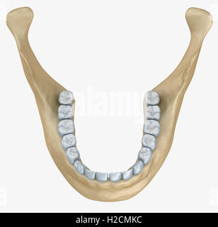 Le squelette de la mâchoire inférieure et les dents de l'anatomie ...