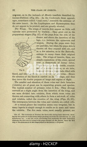 Un guide complet pour étudier les insectes, en se concentrant sur leur ...