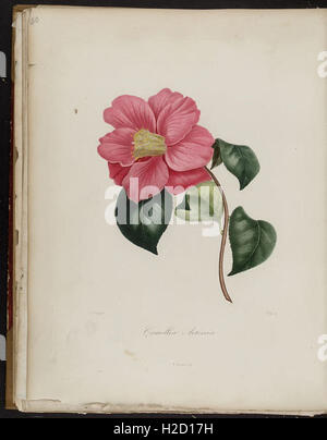 Une œuvre iconographique détaillant les plus belles et rares espèces de ...