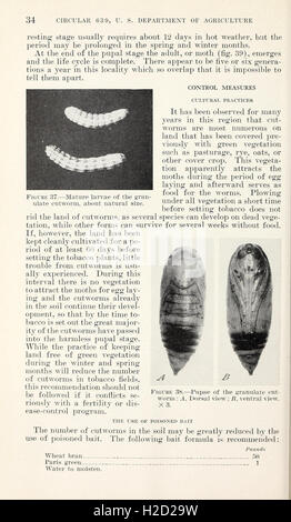 La page 3 de 'Insect ravageurs of Cigar-type tabacs in the Southern ...