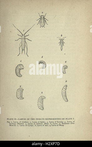 Ce travail explore le cycle de vie et la métamorphose des insectes ...