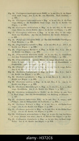 Ce travail fournit une description détaillée des restes de poissons ...