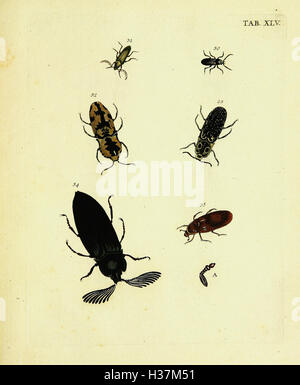 Les travaux de Johann Euseb Voets sur la description et les ...