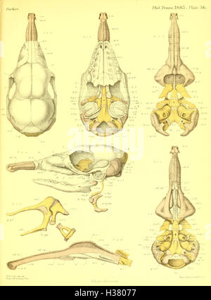 Ce travail explore la structure anatomique et le développement des ...