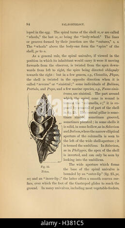 Ce travail fournit un aperçu complet des animaux éteints, explorant ...