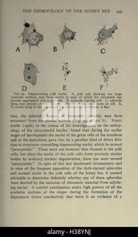 Cette page de 'The Embryology of the Honey Bee' couvre les stades de ...