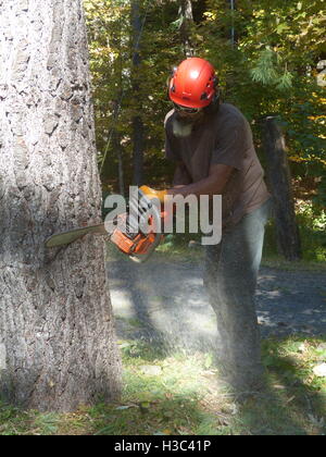Bûcheron couper des arbres de pin avec tronçonneuse Husqvarna Photo ...