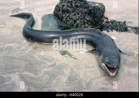 Plage mer Lançon Anguille poisson Congre Congre anguille de mer ...