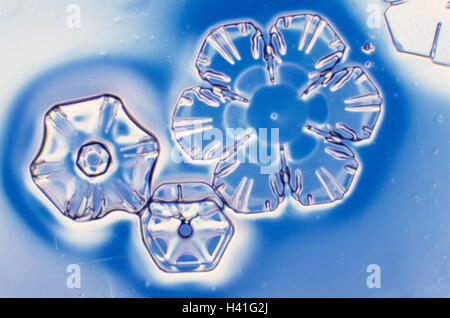 Cristaux de neige, la nature, la forme, la structure, la glace, le ...