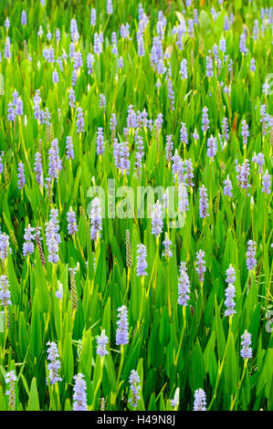 Delray Beach Florida, Green Cay Wetlands, nature Preserve, marais d'eau ...