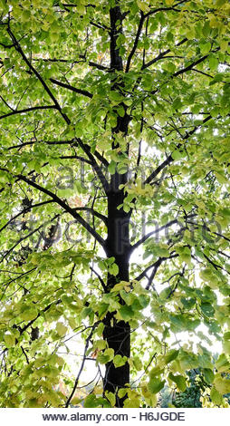 Seul arbre à feuilles vert clair Photo Stock - Alamy