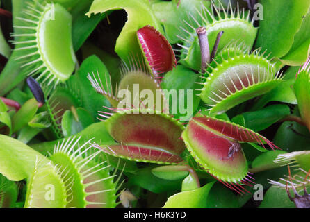 Le piège à migration de Vénus (également appelé piège à migration de ...