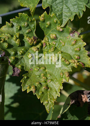 Eriophyes vitis est un acarien qui infectent les feuilles de raisin ...