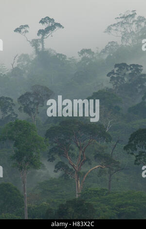 Le Meranti (DIPTEROCARPACEAE) arbres en forêt tropicale, parc national ...