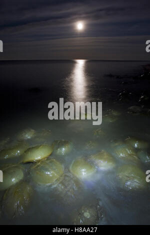 Limule (Limulus polyphemus) reproduction de masse à la pleine lune, la ...