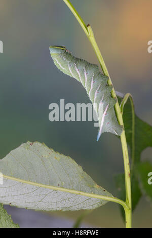 Un Abendpfauenauge, Raupe frisst Weide, Abend-Pfauenauge Smerinthus ...