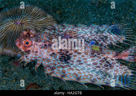 Le grondin volant Dactylopterus volitans tropicaux de poissons de l ...
