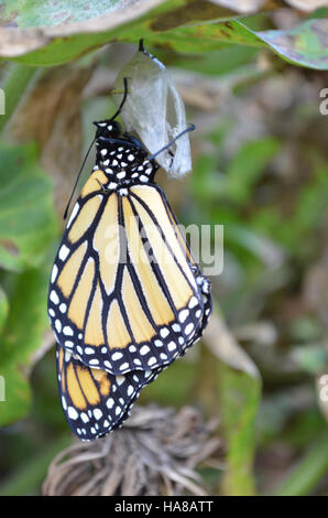 Un papillon monarque nouvellement émergé sèche ses ailes dans un parc ...