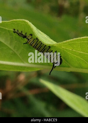 Une chenille monarque dans le parc national de l'Ohio, une partie ...