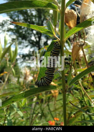 Une chenille monarque dans le parc national de l'Ohio, une partie ...