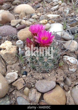 Le cactus Hookless du bassin d'Uinta est une espèce rare trouvée dans ...