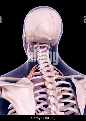 Illustration des muscles scalènes face postérieure Photo Stock - Alamy