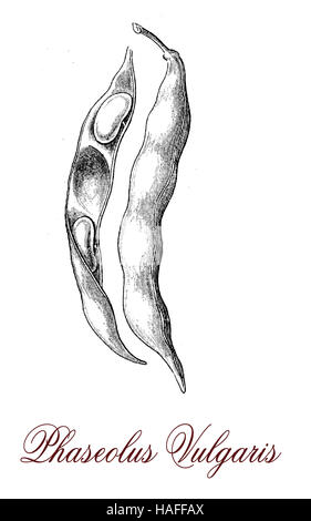 Haricot commun (Phaseolus vulgaris Photo Stock - Alamy