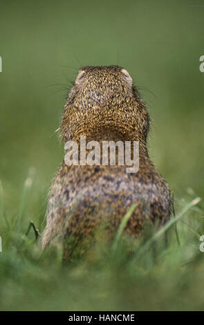 Souslik d'Europe / / Suslik spermophiles (Spermophilus citellus ...