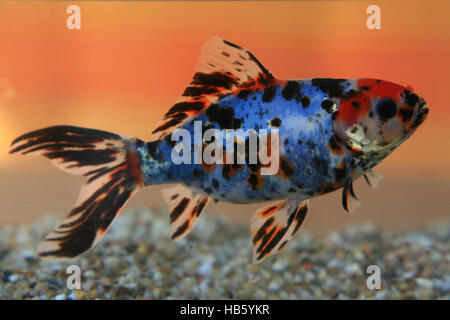 Poisson rouge Shubunkin Photo Stock - Alamy
