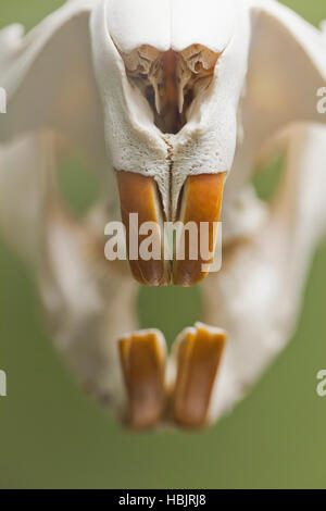 dents de castor Photo Stock - Alamy