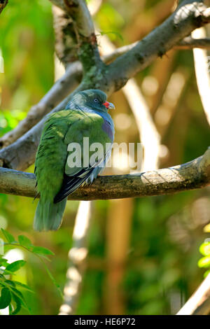 Pigeon vert africain (treron calva), Kruger National Park, Afrique du ...