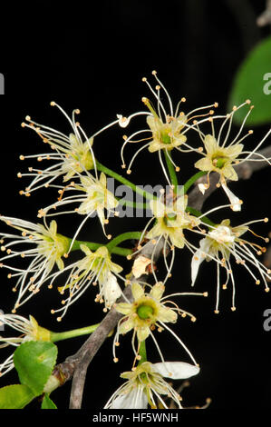 Prunus spinosa prunellier ou Prunelle. Fam. Rosaceae. Turo del Putget ...