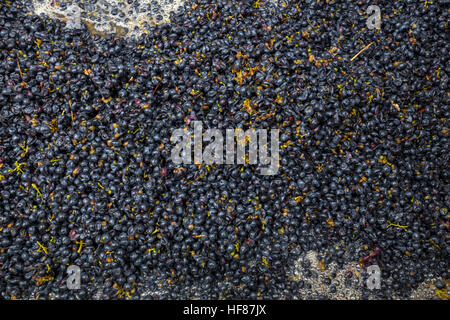 Marc de raisin, raisin, résidus de presse les pellicules de raisin ...