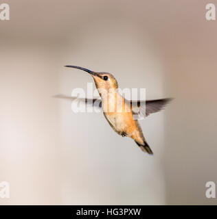 Colibri Lucifer femelle Photo Stock - Alamy
