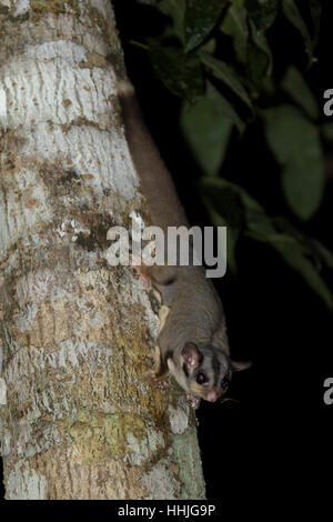 Sugar Glider - rainforest sur tronc d'arbre dans la nuit Petaurus ...
