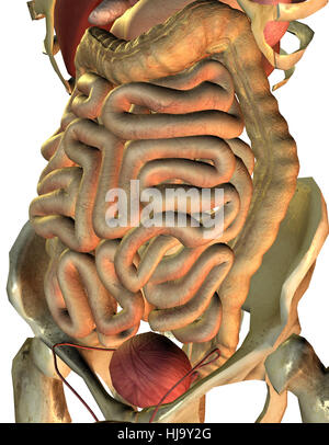 Les droits, les droits de l'être, ventre, ventre, la biologie, l ...