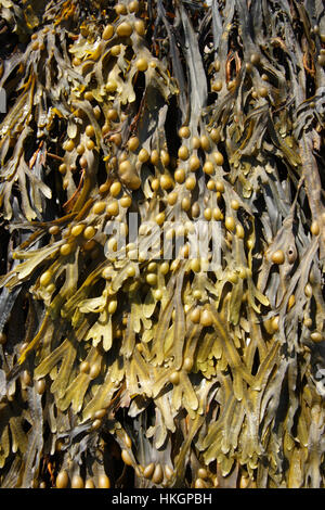 Fucus vésiculeux (Fucus vesiculosus) des algues sur le rivage. Comme ...