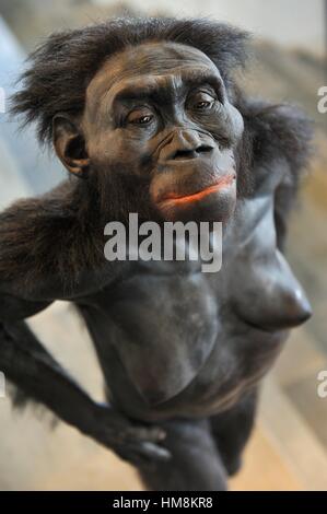 La reconstruction de Lucy (Australopithecus afarensis Photo Stock - Alamy