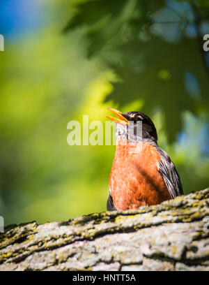 Merle d'Amérique (Turdus migratorius) isolé sur fond blanc. L'oiseau ...