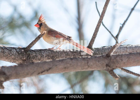 Le Cardinal rouge femelle en Sapin Photo Stock - Alamy